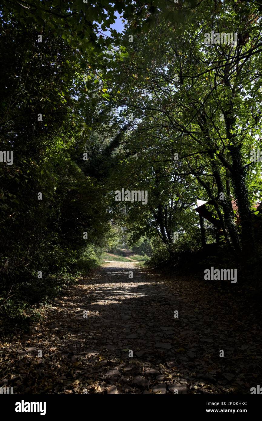 Dirt path with foliage on the ground with trees arching on it Stock ...
