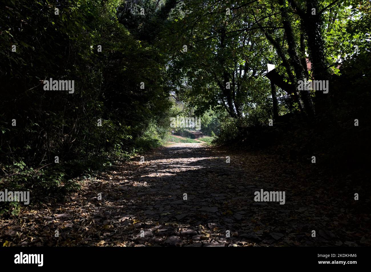 Dirt path with foliage on the ground with trees arching on it Stock ...