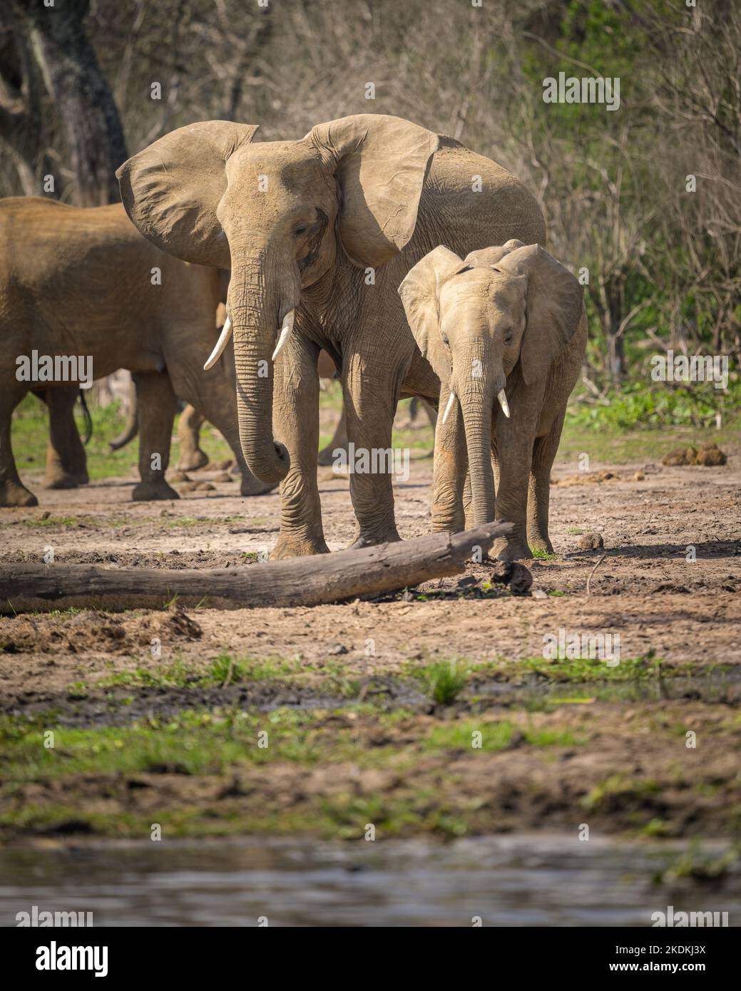 African elephant standing alert hi-res stock photography and images - Alamy