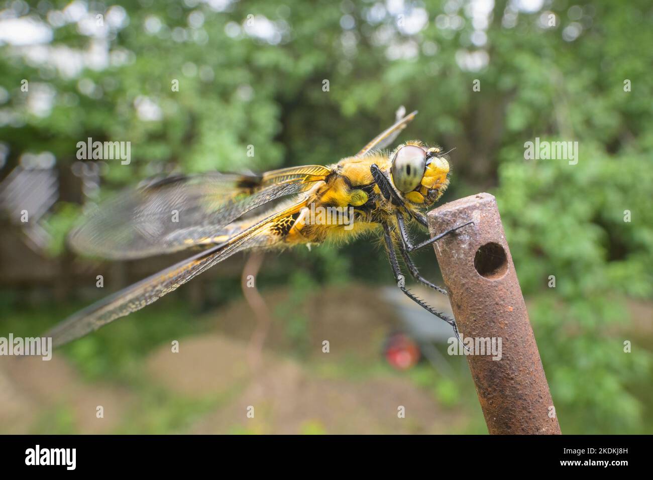 Four-spotted chaser (Libellula quadrimaculata) sitting on a rod in in a ...