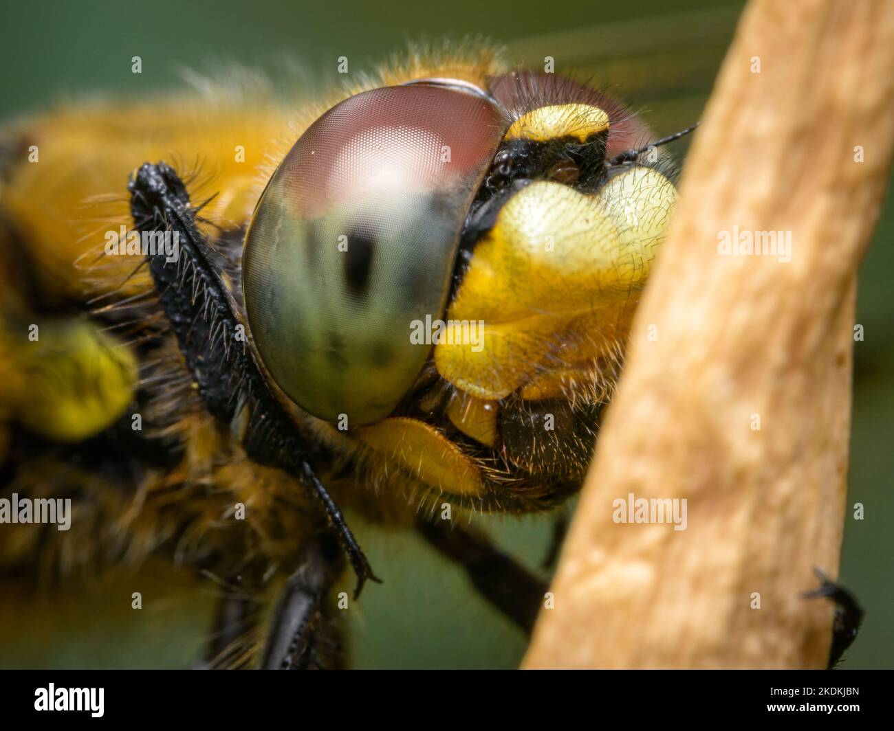 Portrait of a four spotted chaser (Libellula quadrimaculata) sitting on ...