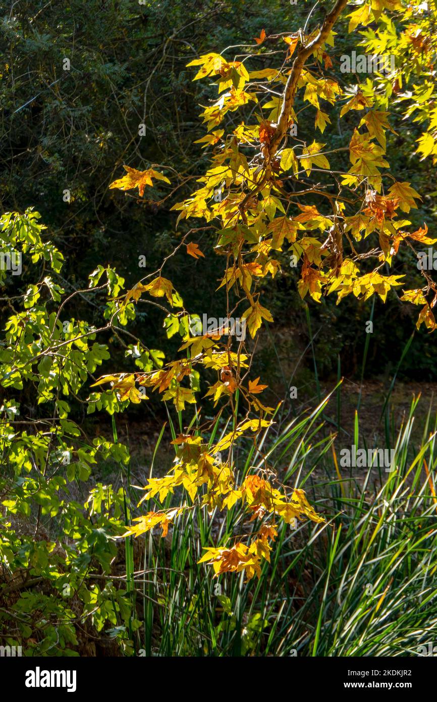 The golden foliage of the sycamore tree in the light of the sun. Autumn ...