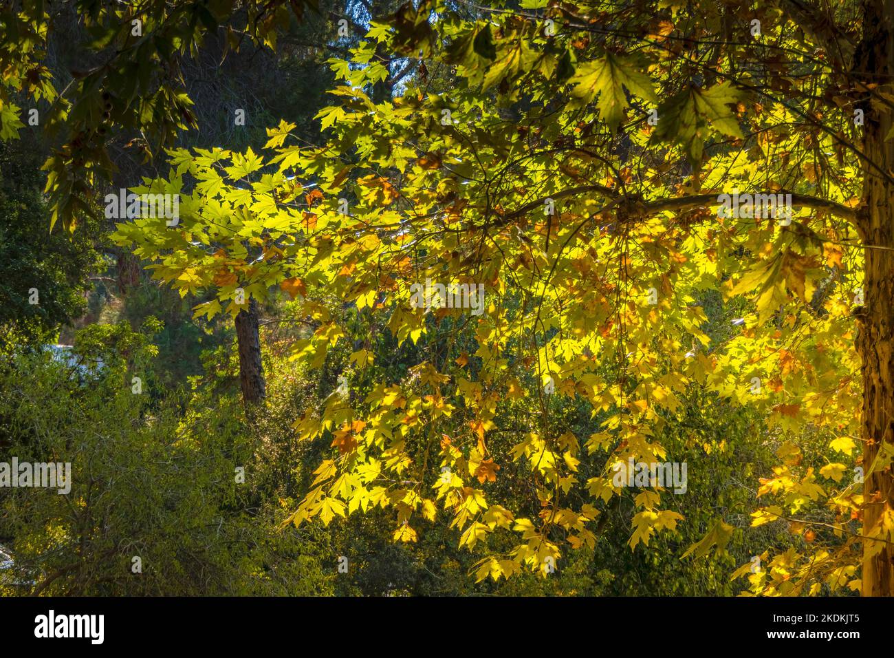 The golden foliage of the sycamore tree in the light of the sun. Autumn ...