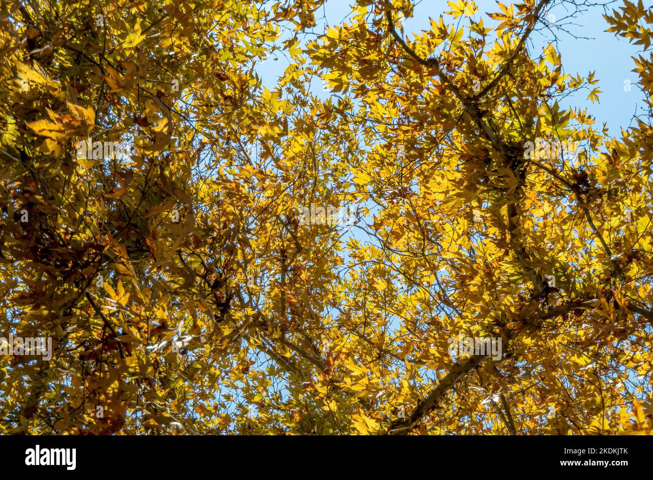 The golden foliage of the sycamore tree in the light of the sun. Autumn ...