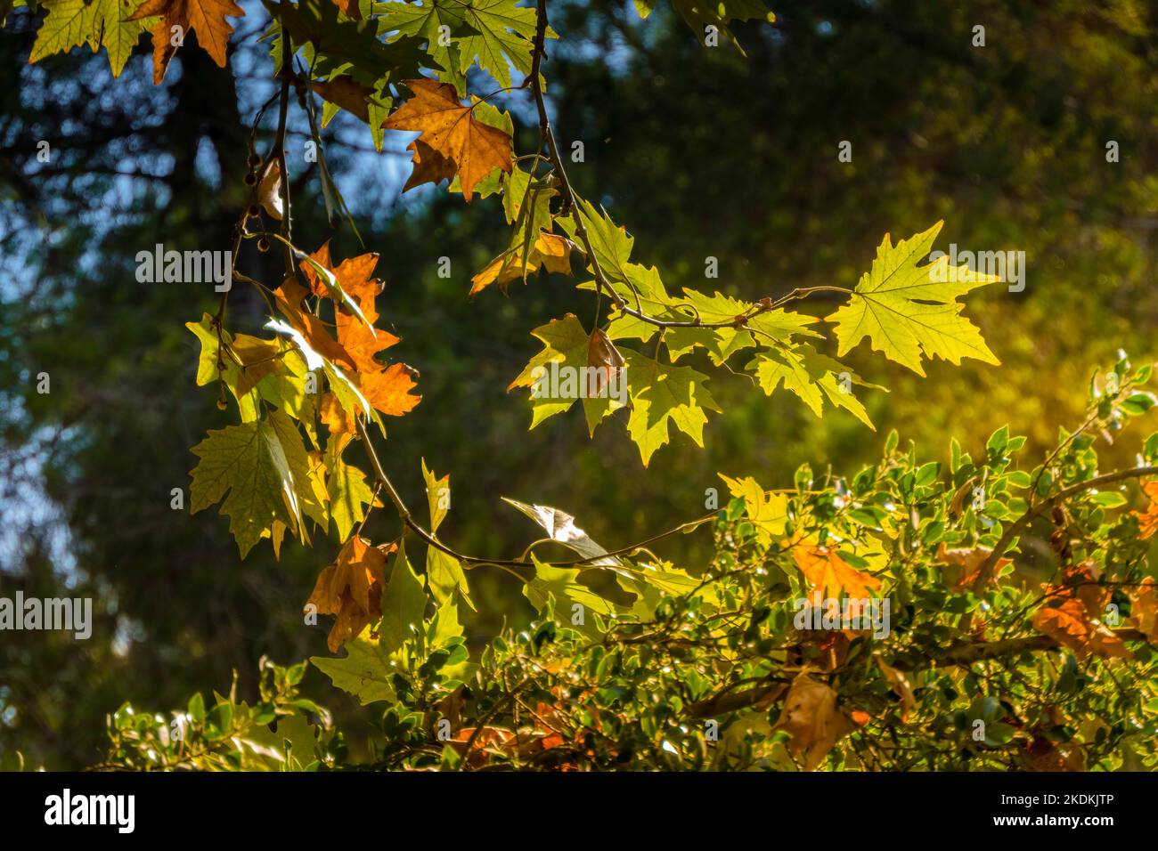 The golden foliage of the sycamore tree in the light of the sun. Autumn ...