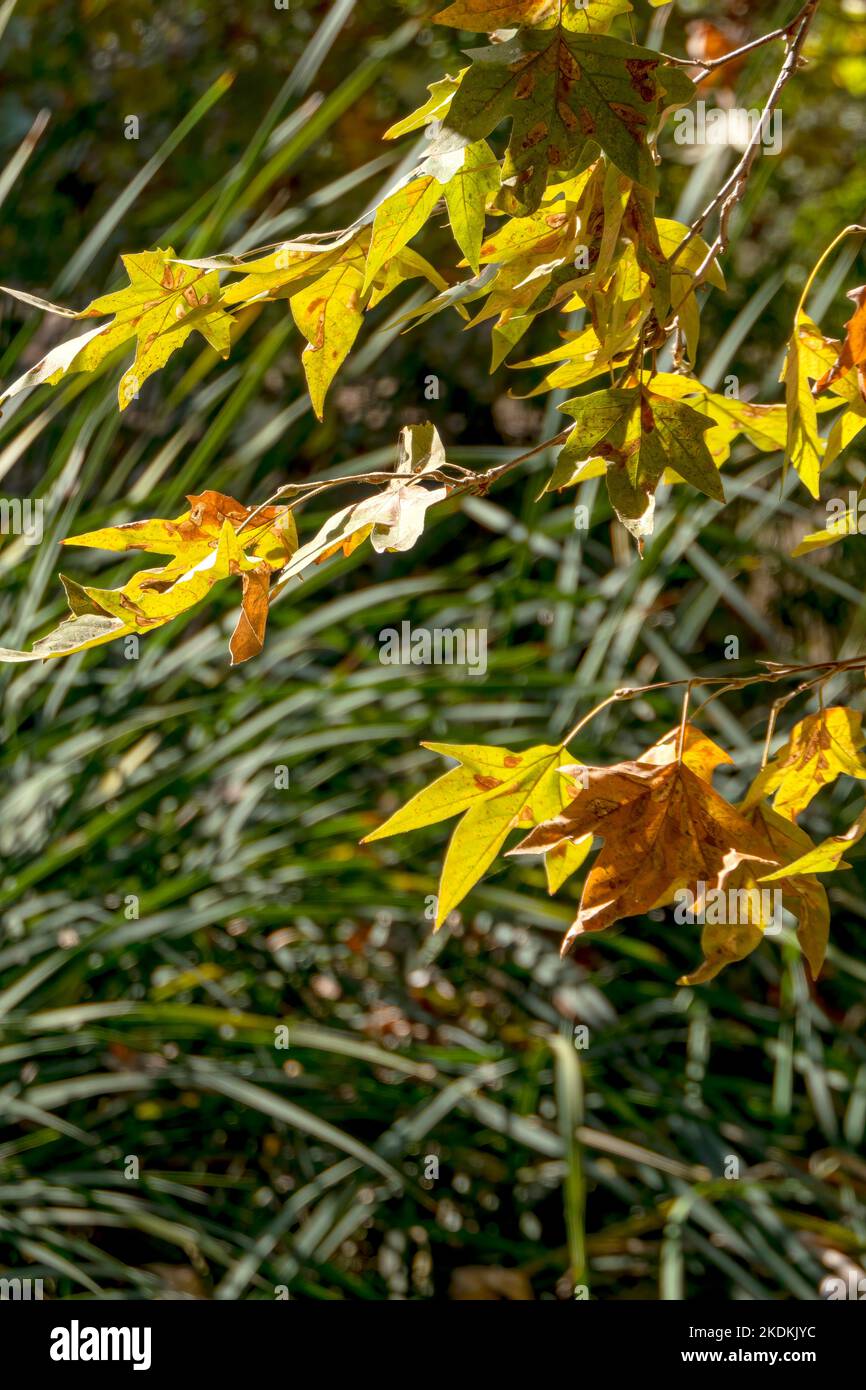 The golden foliage of the sycamore tree in the light of the sun. Autumn ...