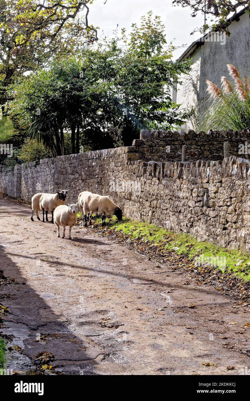 Farm animal english landscape hi-res stock photography and images - Alamy