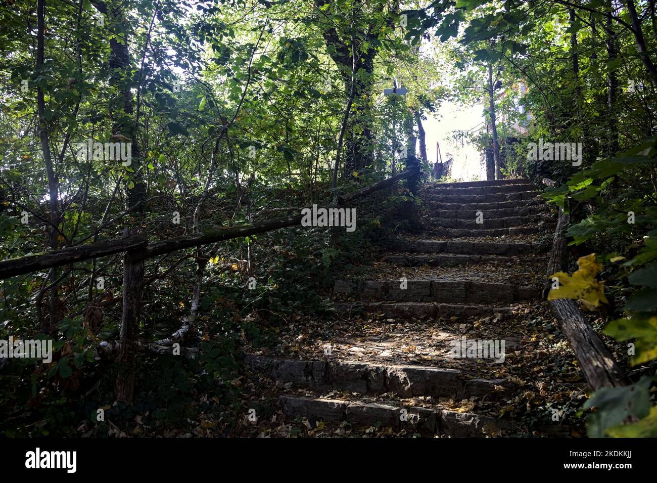 Staircase in the forest hi-res stock photography and images - Alamy