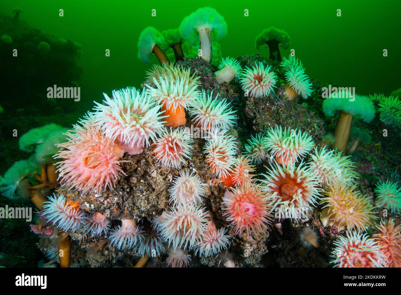 Colorful Northern Red Anemone and Frilled anemone underwater in the St ...