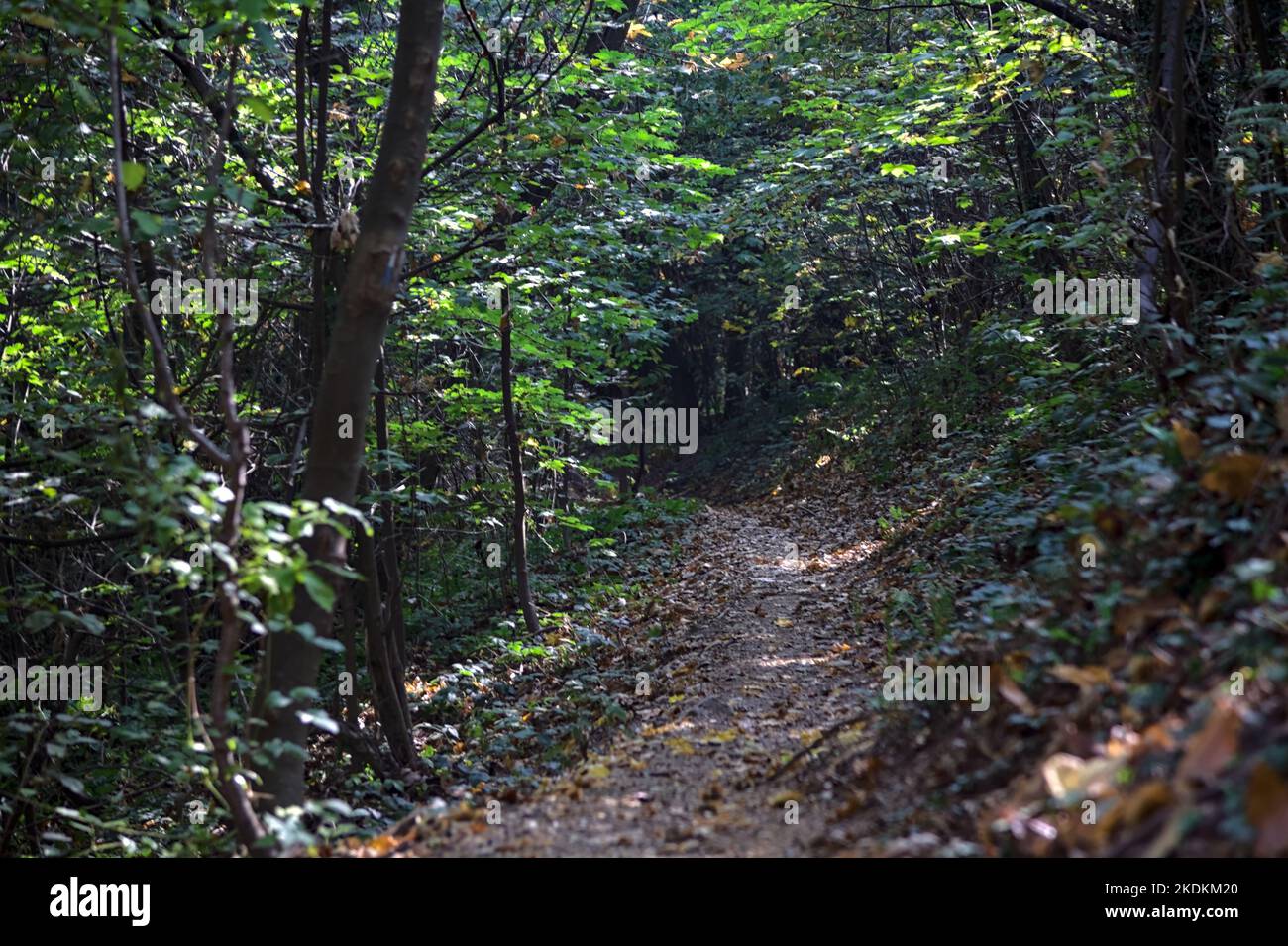 Narrow dirt walking trail hi-res stock photography and images - Alamy