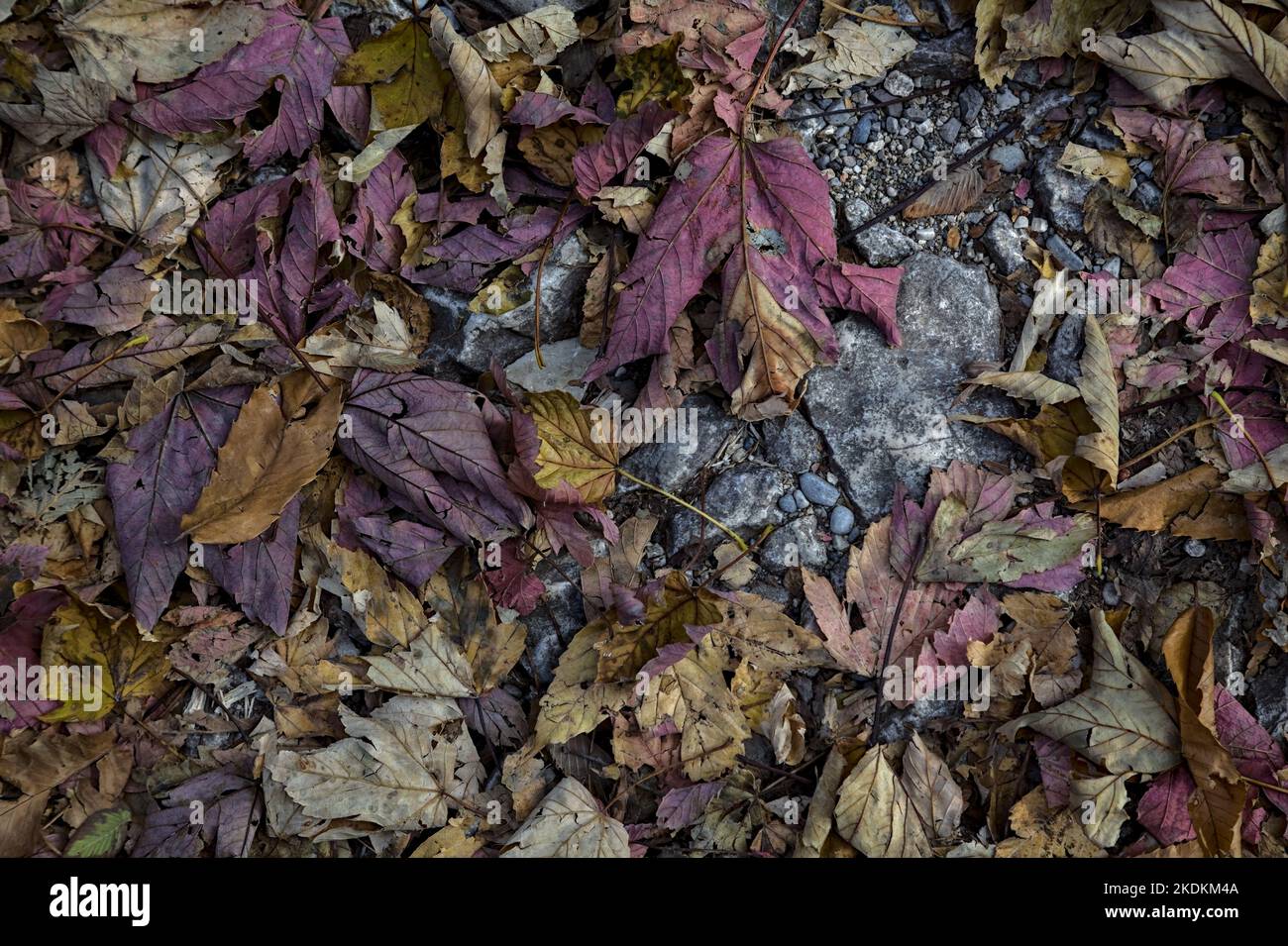 Fallen leaves and a rock seen up close Stock Photo - Alamy