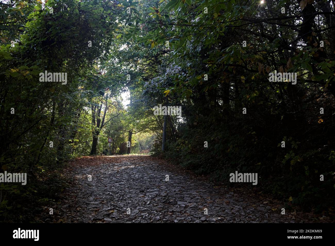 Uphill dirt road with fallen leaves on the ground in a forest in autumn ...