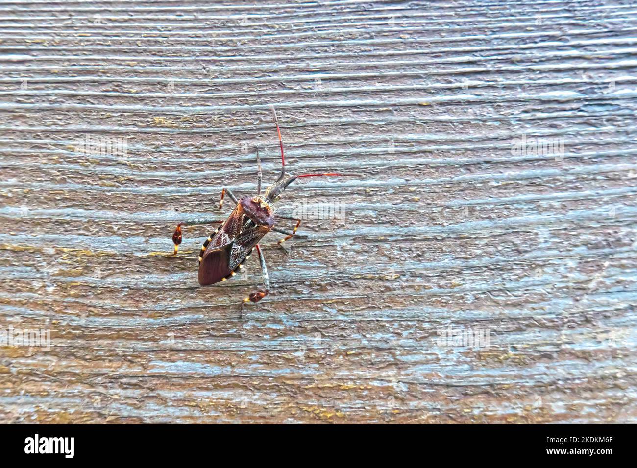 Western Conifer Seed Bug (Leptoglossus occidentalis) minor pest for ...