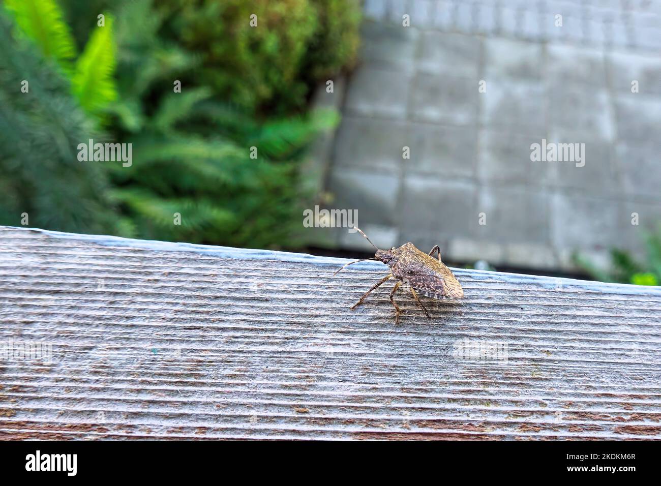 Brown Marmorated stink bug (Halyomorpha halys) on a wooden railing ...