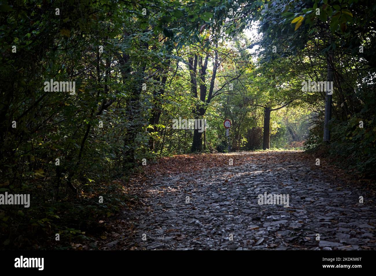 Uphill dirt road with fallen leaves on the ground in a forest in autumn ...