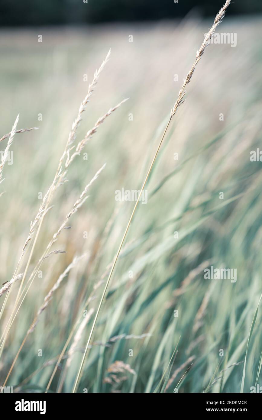 Low level view of grasses in an Englisg country garden in summer with ...