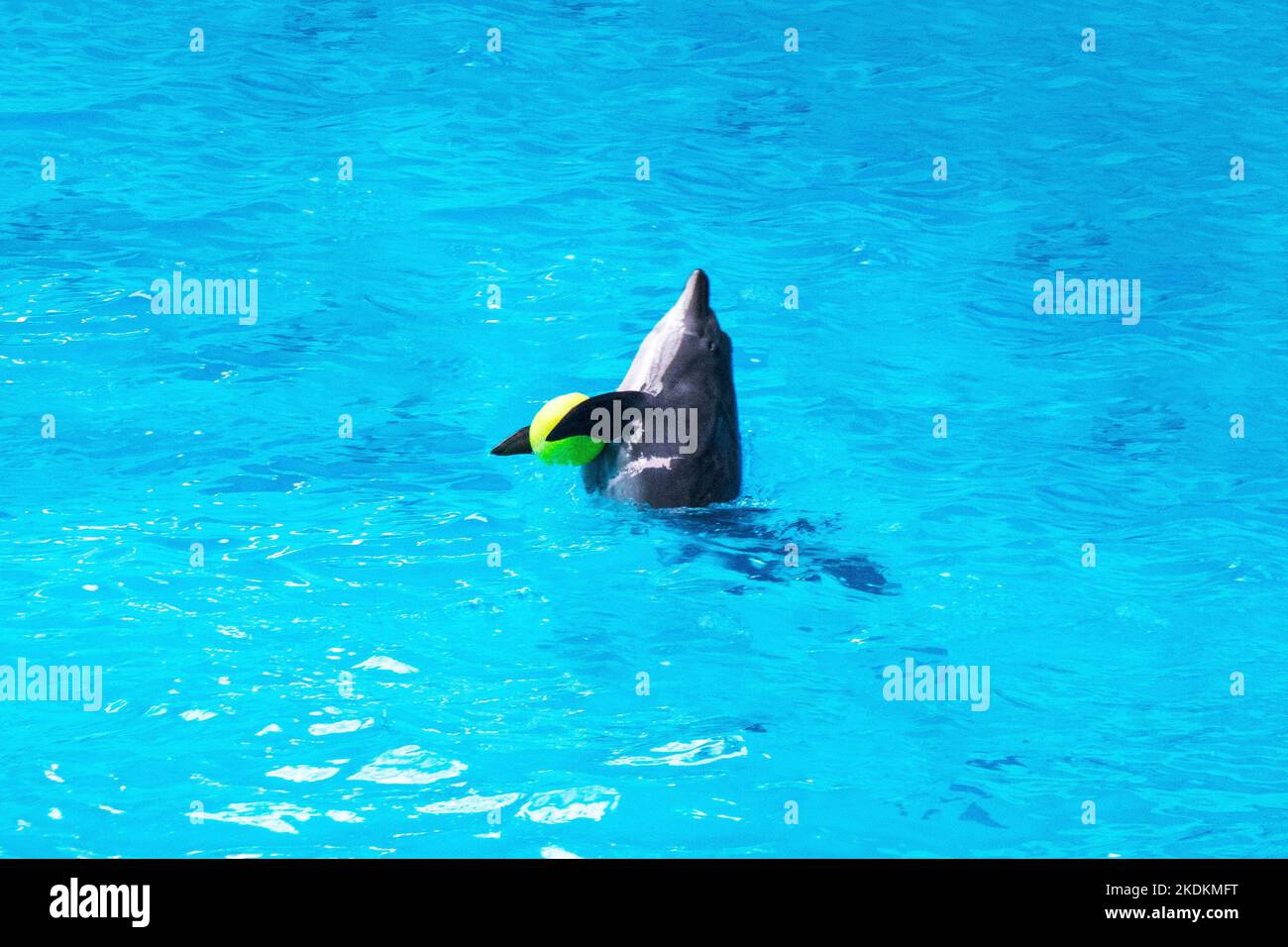 dolphins in the dolphinarium do tricks. performance at the dolphinarium ...