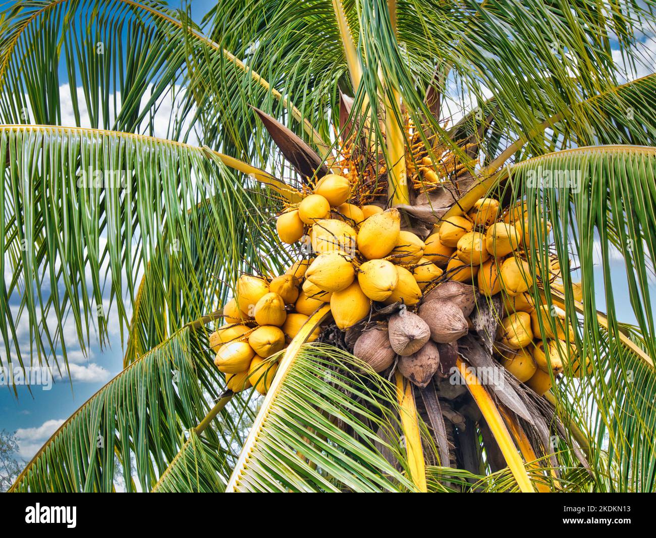 Coconut hanging hi-res stock photography and images - Alamy
