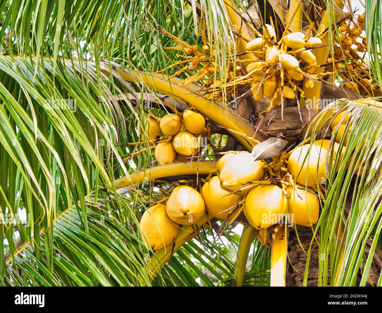Coconut hanging hi-res stock photography and images - Alamy