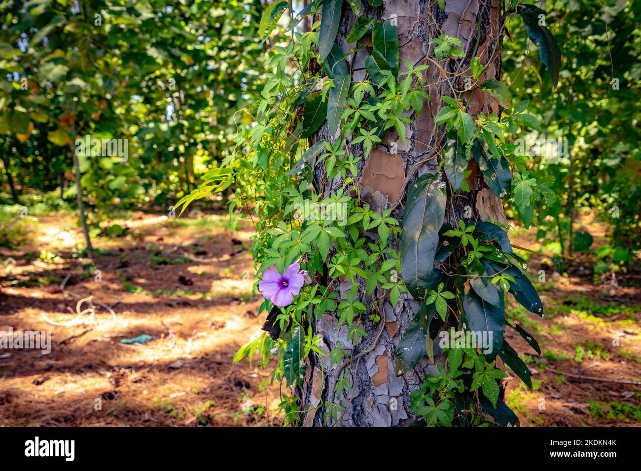 Pine tree plantation queensland australia hi-res stock photography and ...
