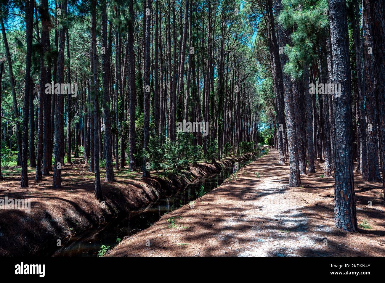 Pine tree plantation queensland australia hi-res stock photography and ...
