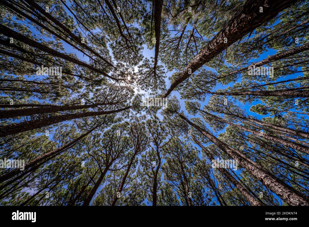Looking up the pine trees Stock Photo - Alamy