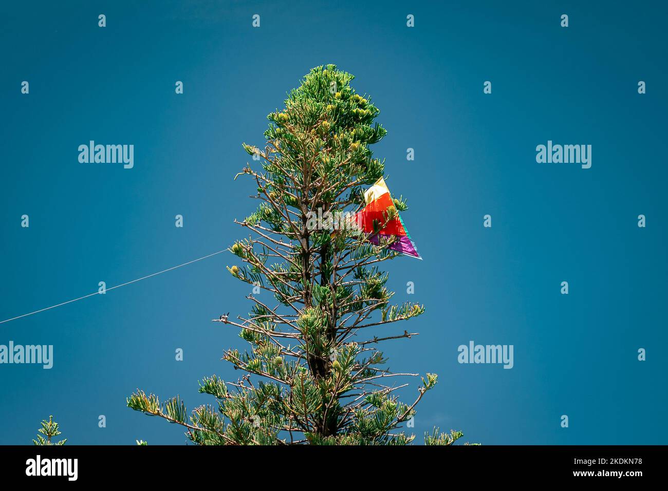 Problem pine tree hi-res stock photography and images - Alamy