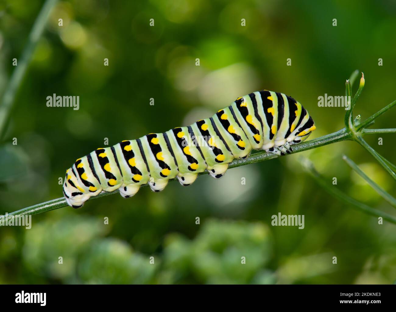 Colorado black swallowtail butterfly hi-res stock photography and ...