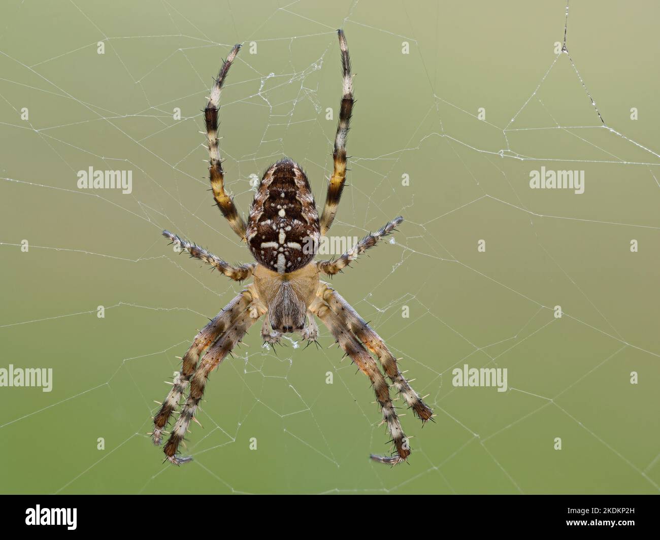 European Garden Spider, Araneus diadematus, maintaining guard in the ...