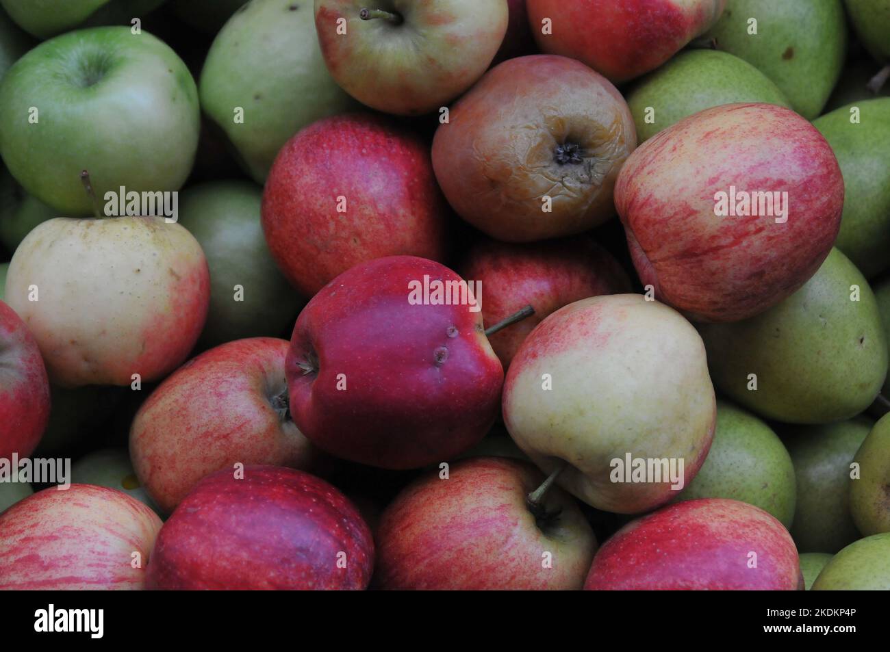 Copenhagen/Denmark/07 November 2022/Various kind of apples fruit ...
