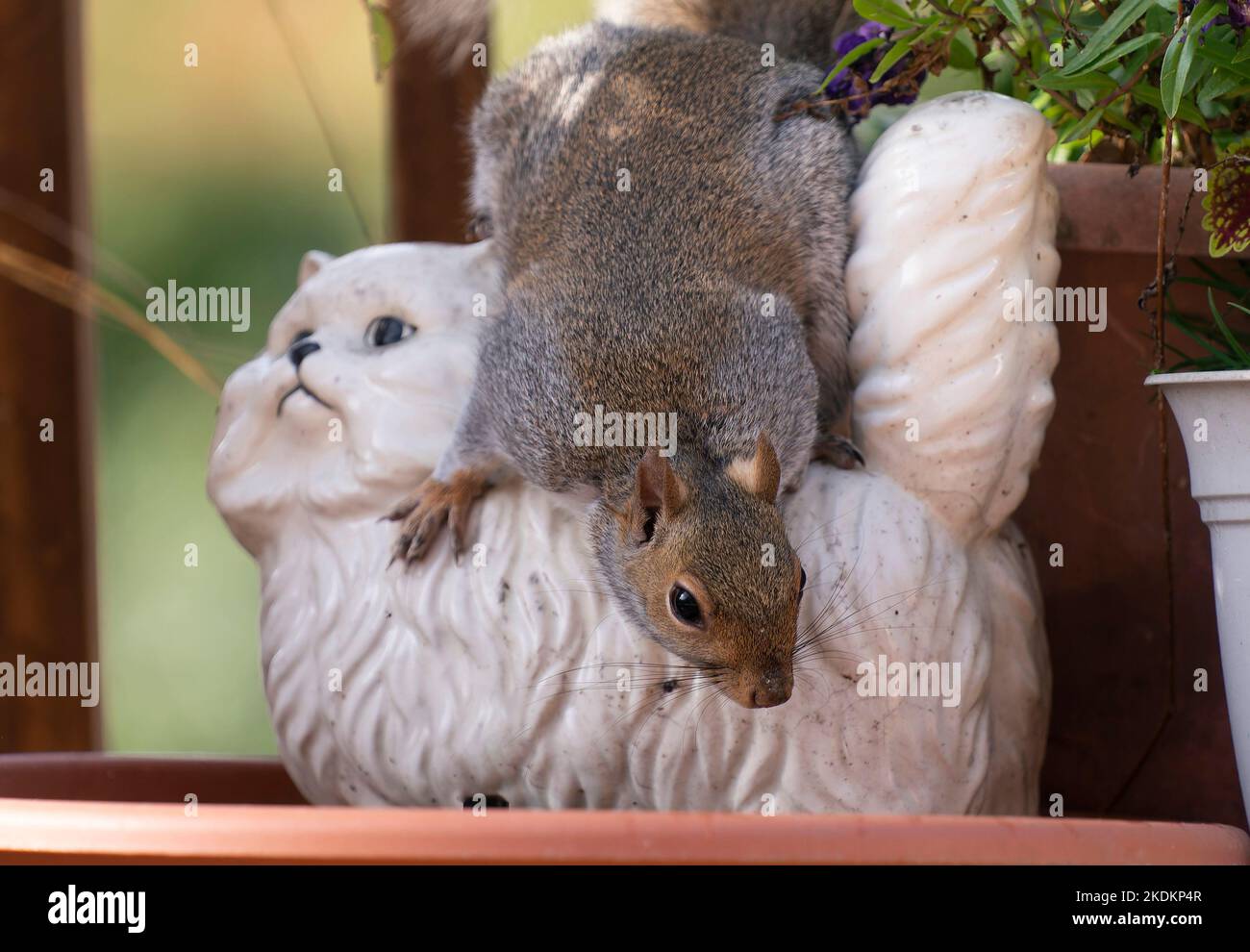 Squirrel passes over a garden ornament Stock Photo - Alamy