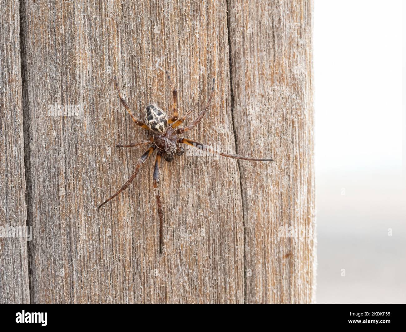 Furrow orb weaver Spider, Larinioides cornutus Stock Photo - Alamy