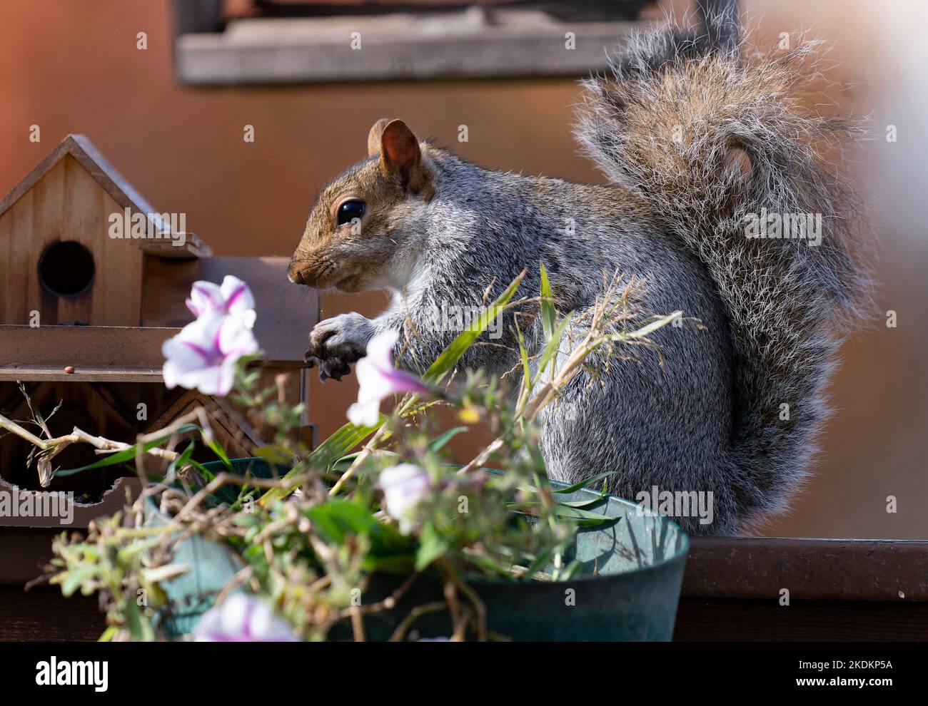 Squirrel nibbling bird seed on the deck Stock Photo - Alamy