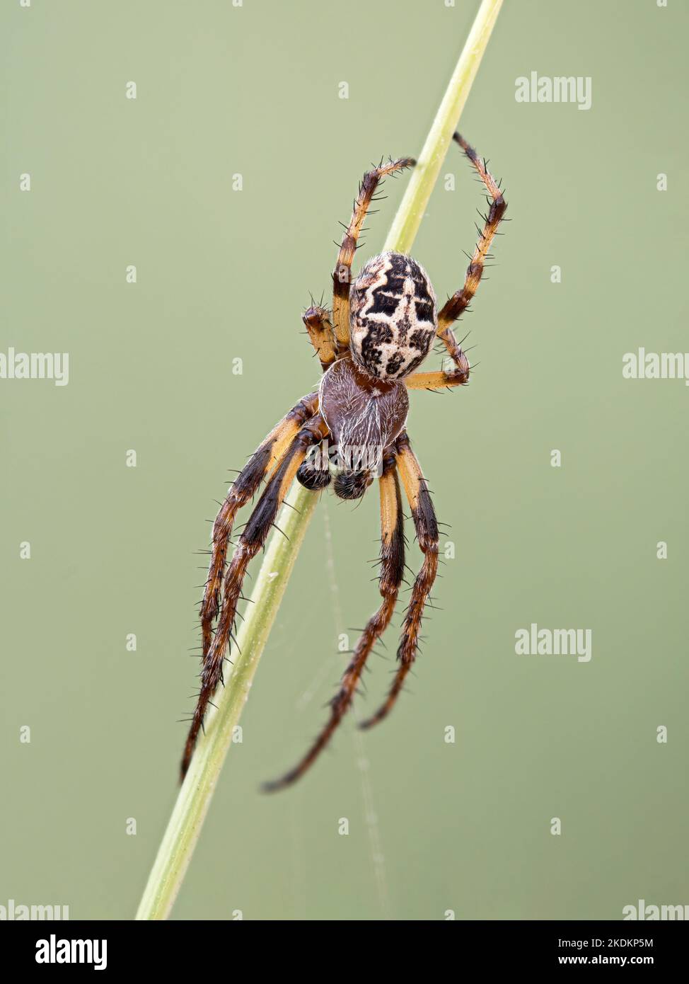 Furrow orb weaver, Larinioides cornutus, adult on grass stem Stock ...