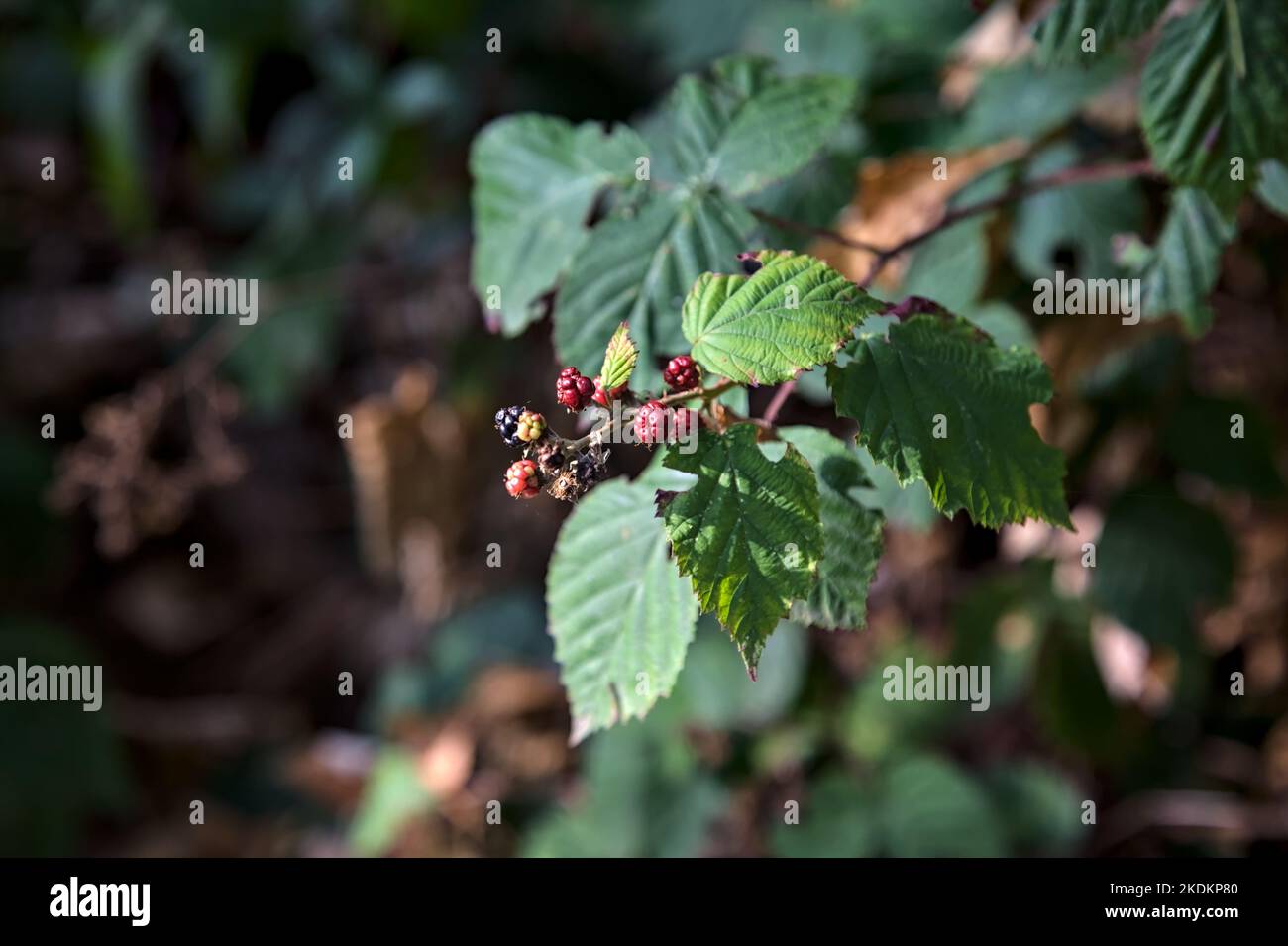 Raspberries on a branch seen up close Stock Photo - Alamy