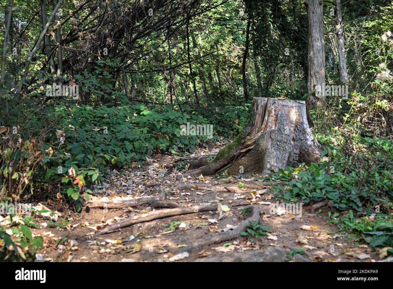 Edge of the trail hi-res stock photography and images - Alamy