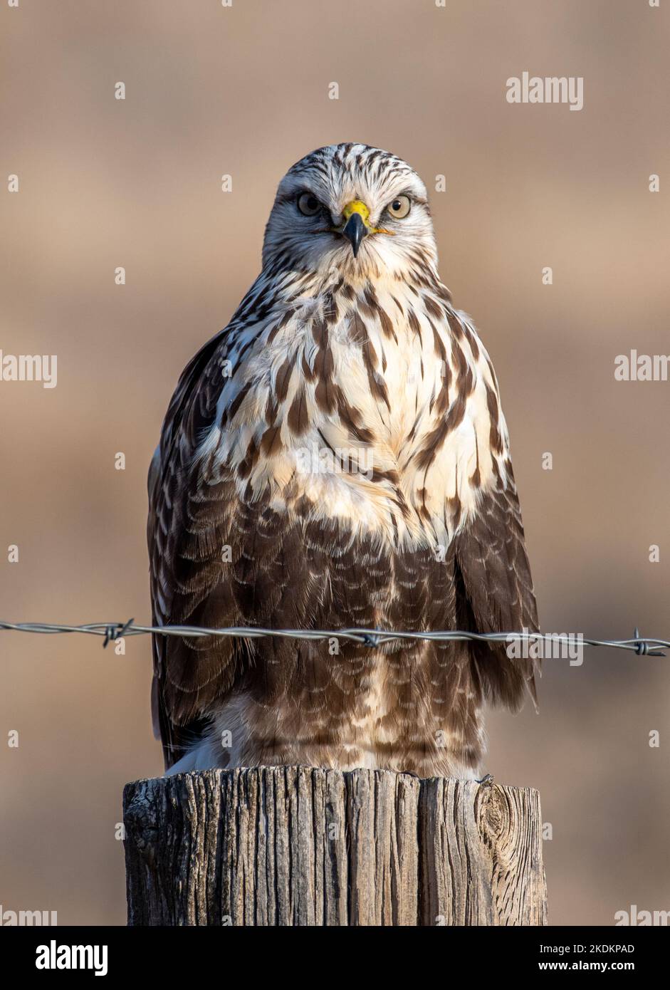 A beautiful Rough-legged Hawk perches nicely on a fence post on its ...