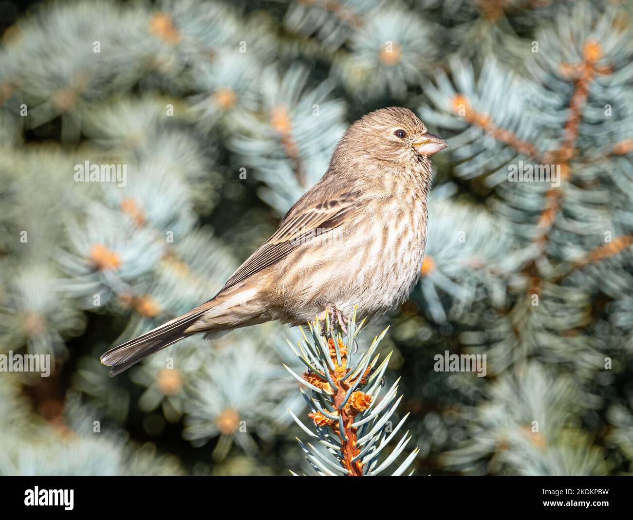 A beautiful female House Finch perches at the tip of a spruce tree ...