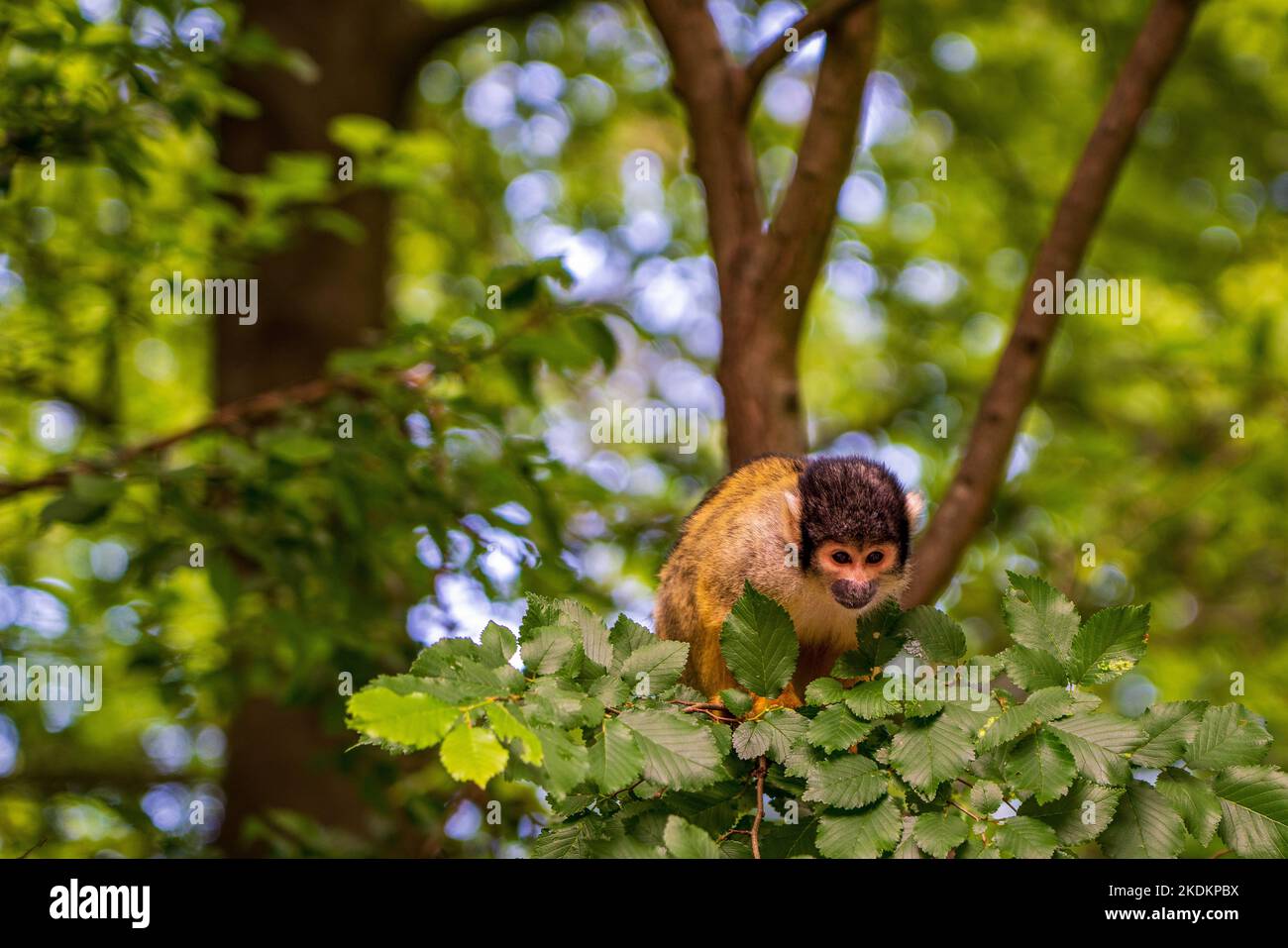 Little monkey on the tree in the Apenheul Monkey Park in the ...