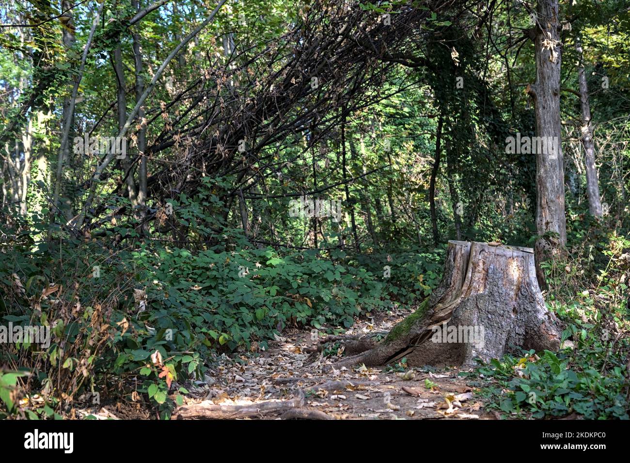 Stump by the edge of a trail in a forest Stock Photo - Alamy