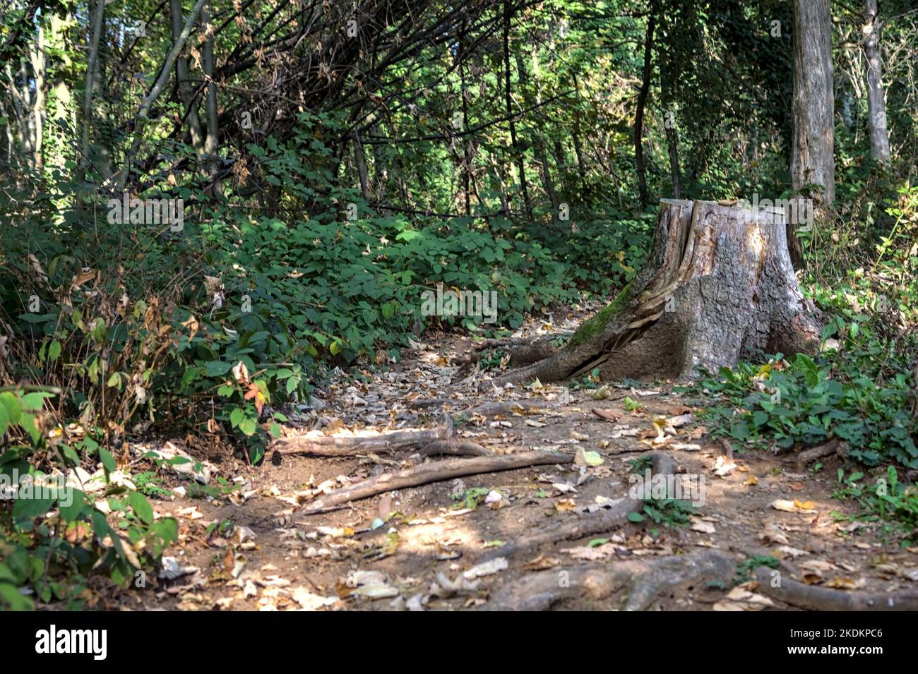 Edge of a trail hi-res stock photography and images - Alamy