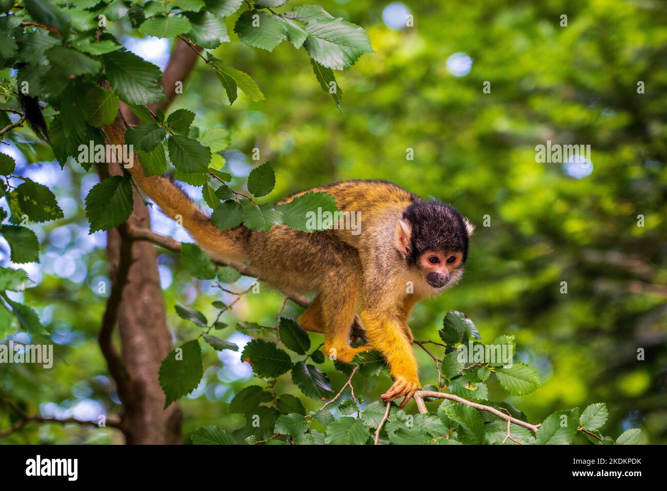 Little monkey on the tree in the Apenheul Monkey Park in the ...