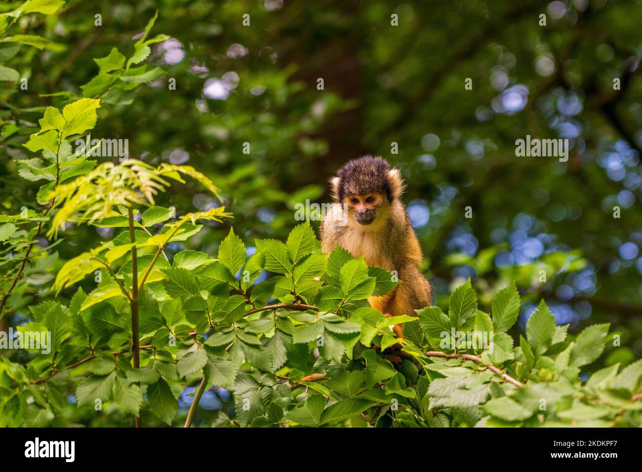 Little monkey on the tree in the Apenheul Monkey Park in the ...