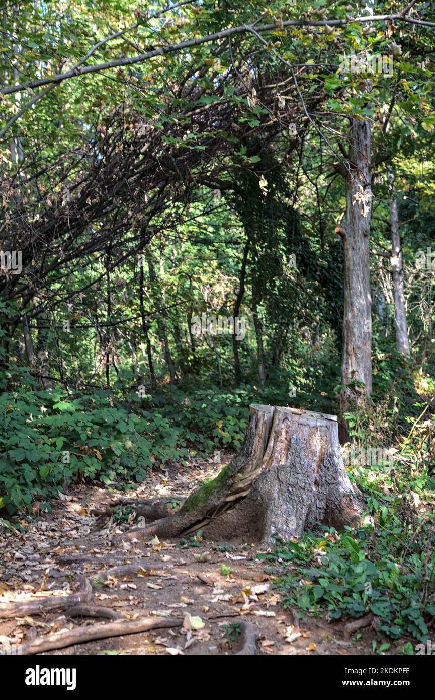 Stump by the edge of a trail in a forest Stock Photo - Alamy