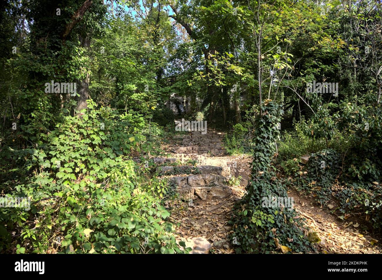 Trail with stone stairs on a slope in a forest in autumn Stock Photo ...