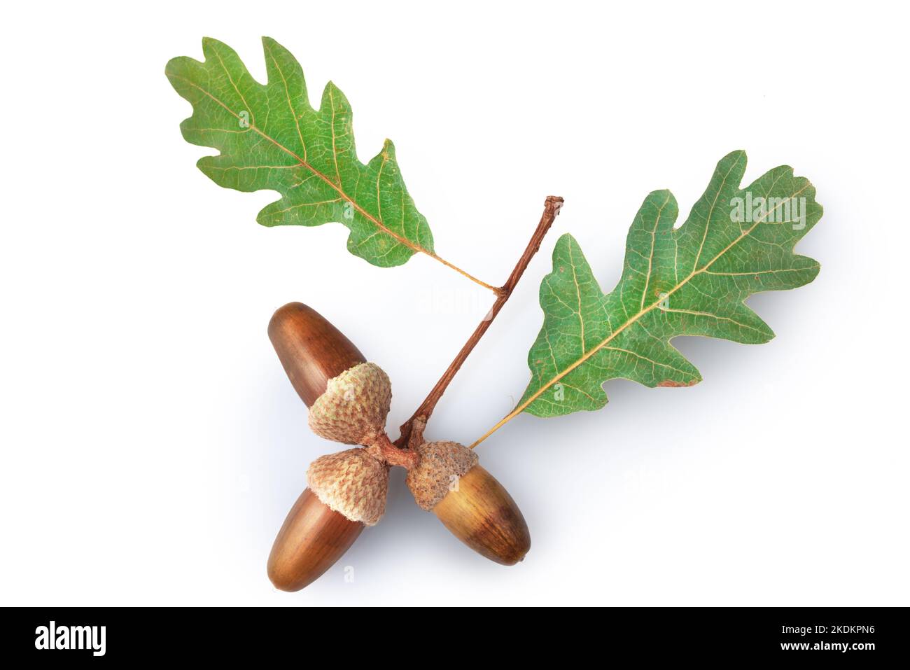 Acorn and leaf hi-res stock photography and images - Alamy