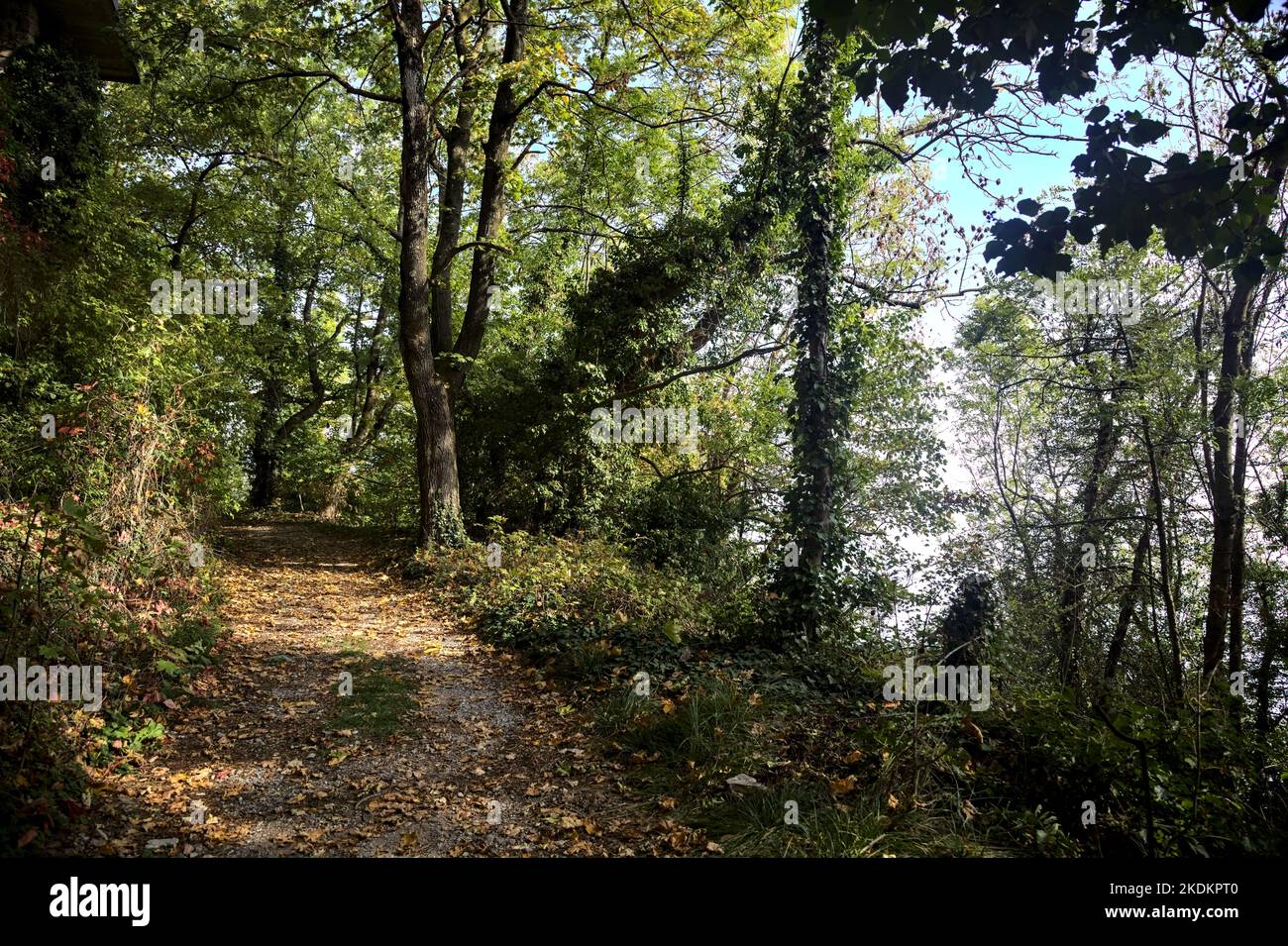 Trail by the edge of a slope in a forest in autumn Stock Photo - Alamy