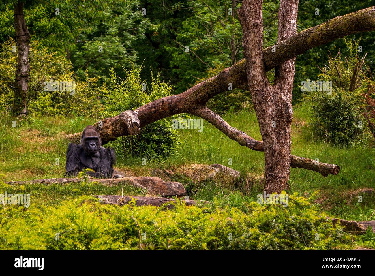 Gorilla in the Apenheul Monkey Park in the Netherlands Stock Photo - Alamy