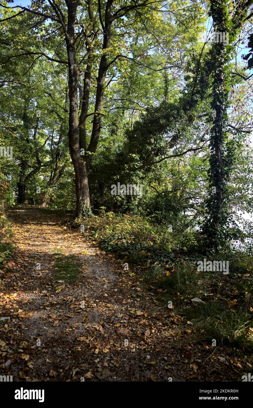 Trail by the edge of a slope in a forest in autumn Stock Photo - Alamy