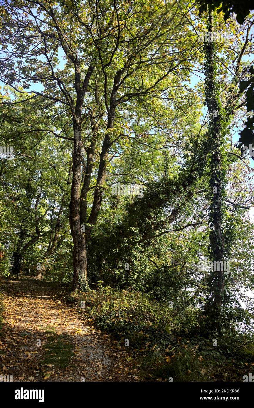 Trail by the edge of a slope in a forest in autumn Stock Photo - Alamy